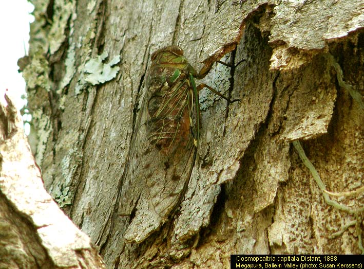 Papua Insects Foundation (Hemiptera/Cicadidae & Tibicinidae)